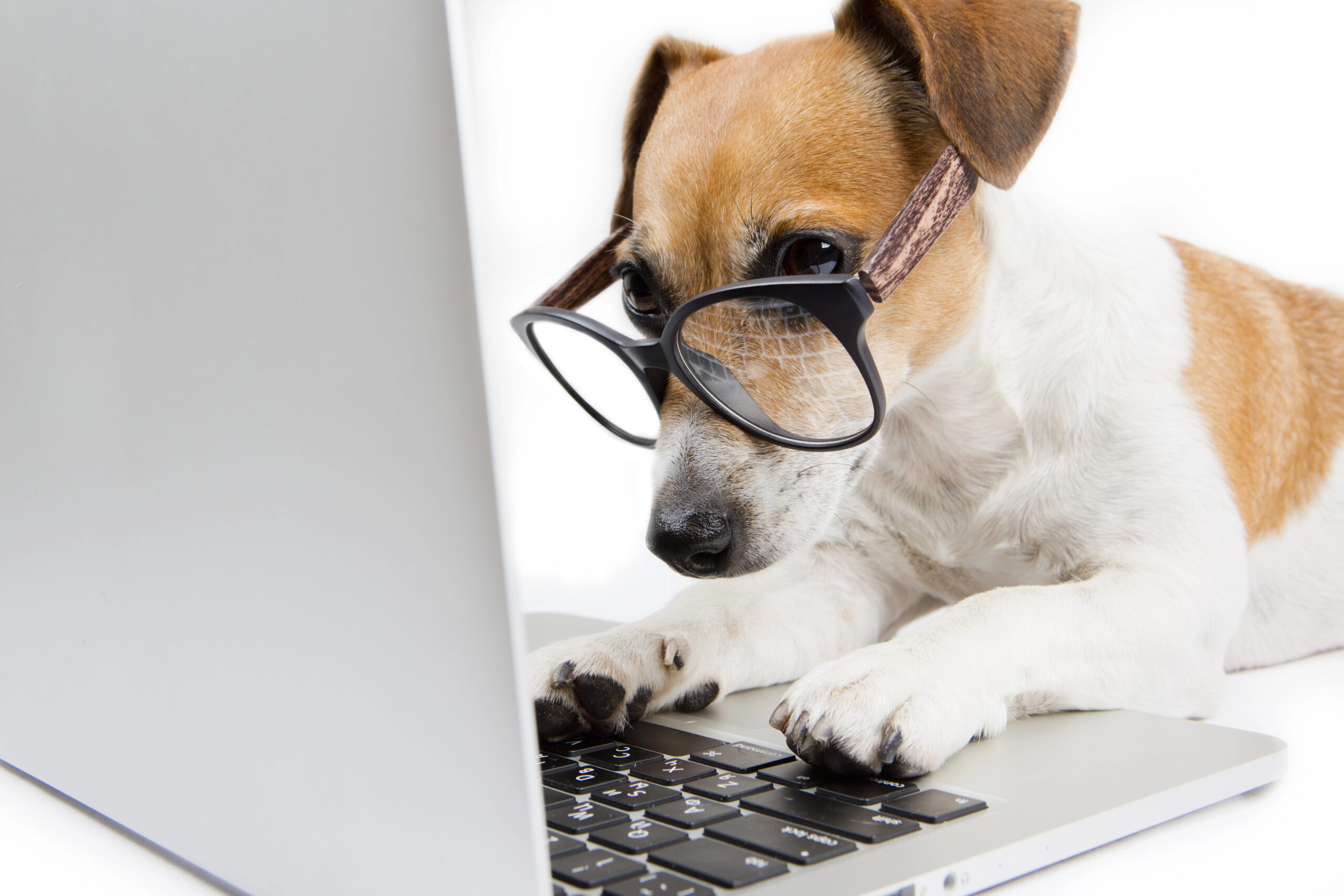 Contact Us - ElectroDog